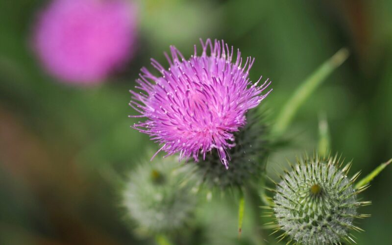 Thistle in Scotland - A national emblem! - Go to Scotland.com